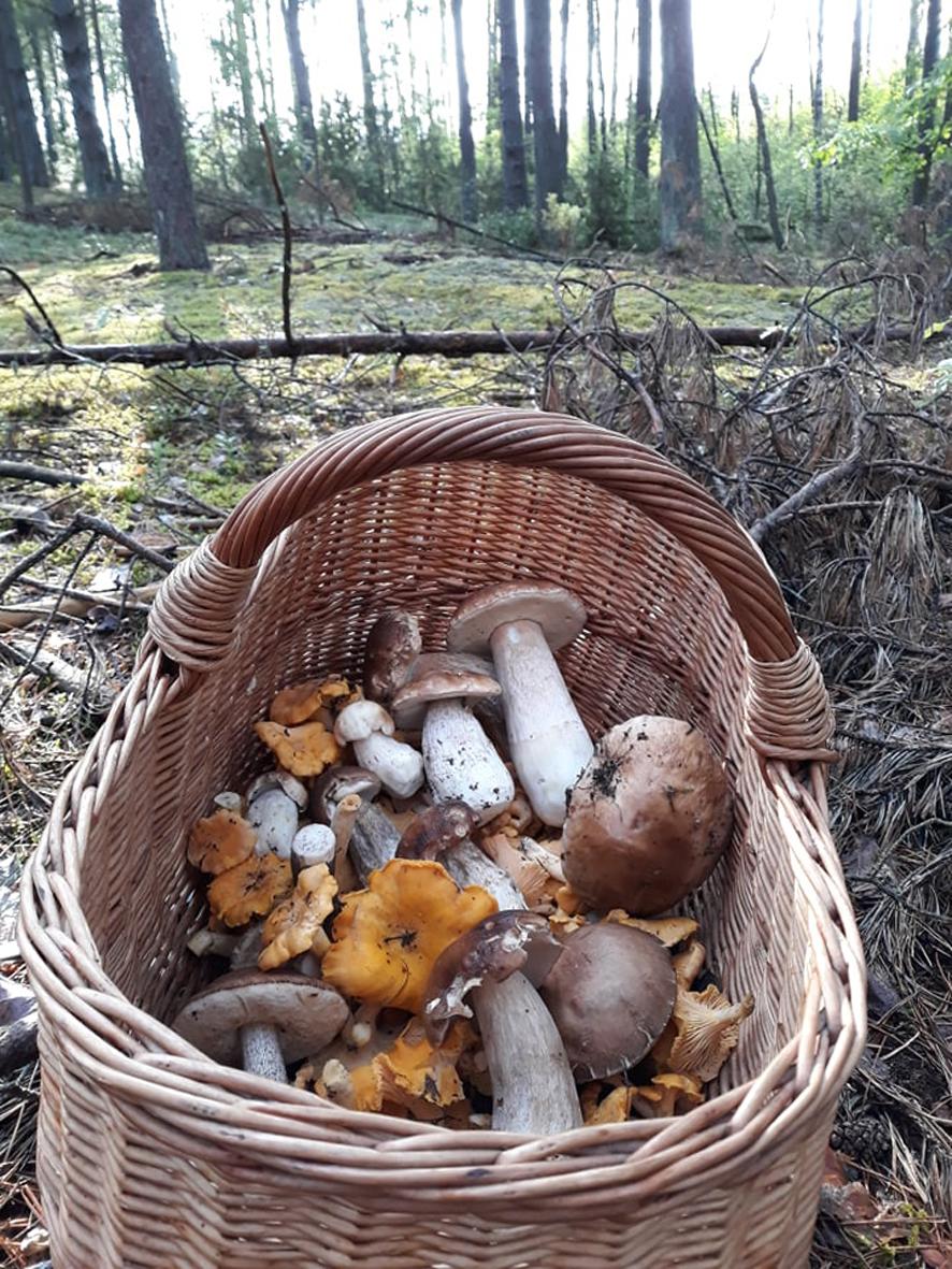 baravykai3 | Dainavos žodis