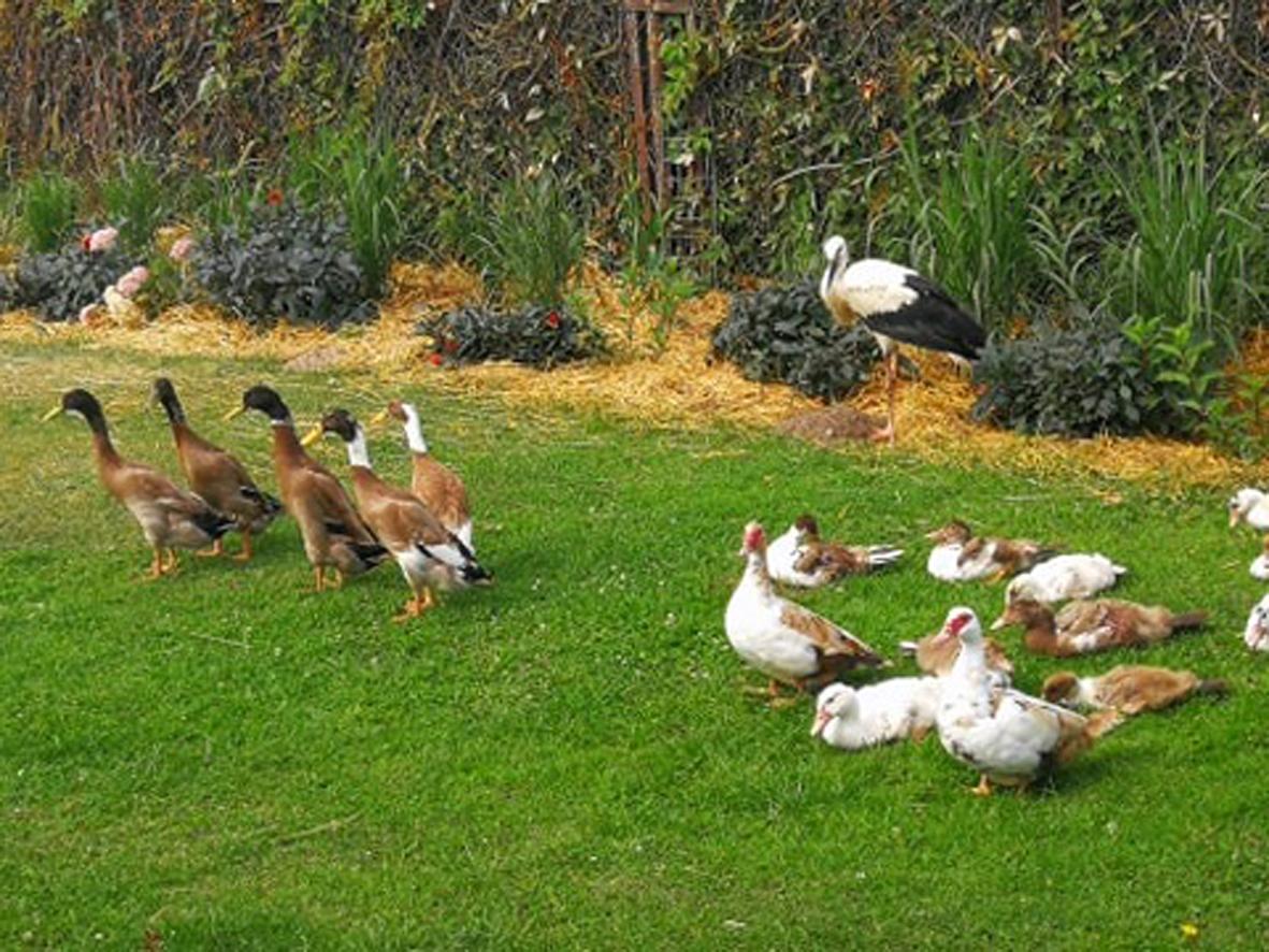 Priglaustas gandras šeimai – ir rūpestis, ir džiaugsmas | Dainavos žodis
