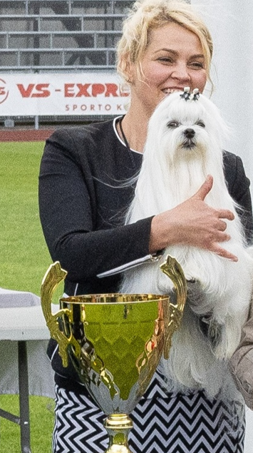 bisonas | Dainavos žodis