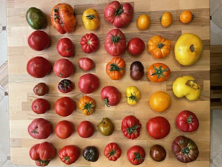 Verslininko šiltnamiuose veši pomidorų kolekcija | Dainavos žodis